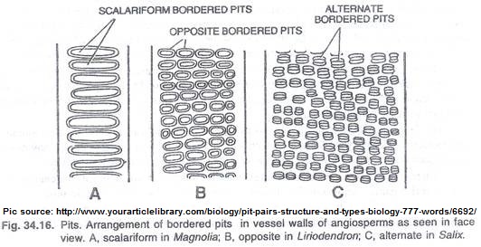Biology Club: Overview of plant cells - Part 1 Structure and function ...