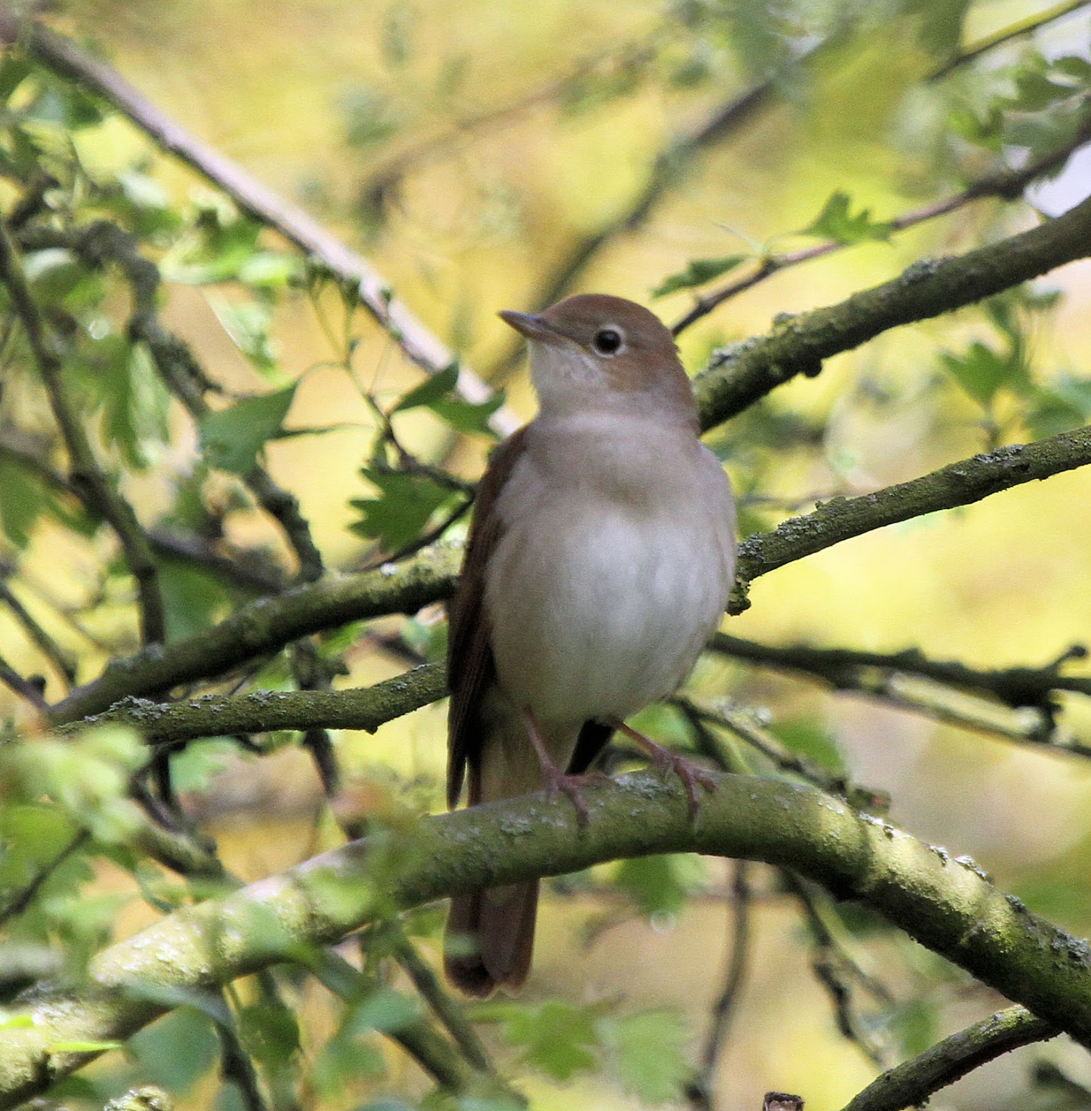 Birding with Flowers: Tolkien’s Tinúviel: the Nightingale in Tolkien’s ...