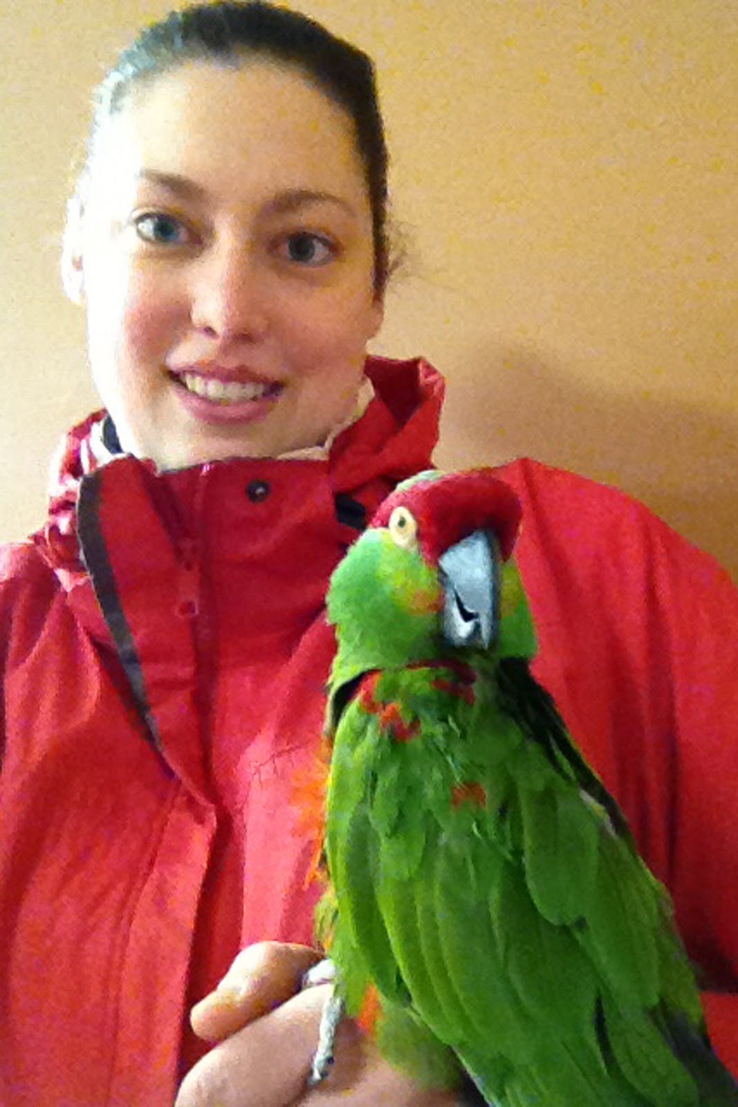 World Bird Sanctuary: Arizona: The Christmas Parrot!