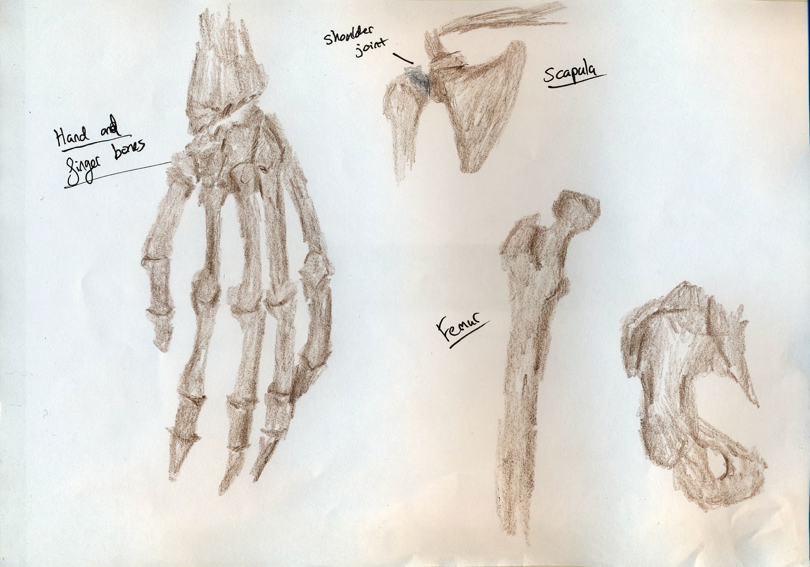 Artwork of Edmund Aubrey: 2d Lesson 20 - Skeleton Anatomy Study