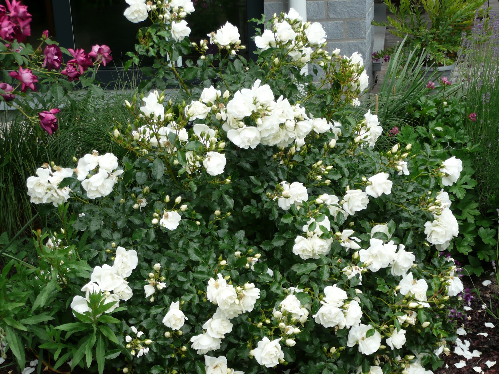 Le jardin de Diascia: OPALIA