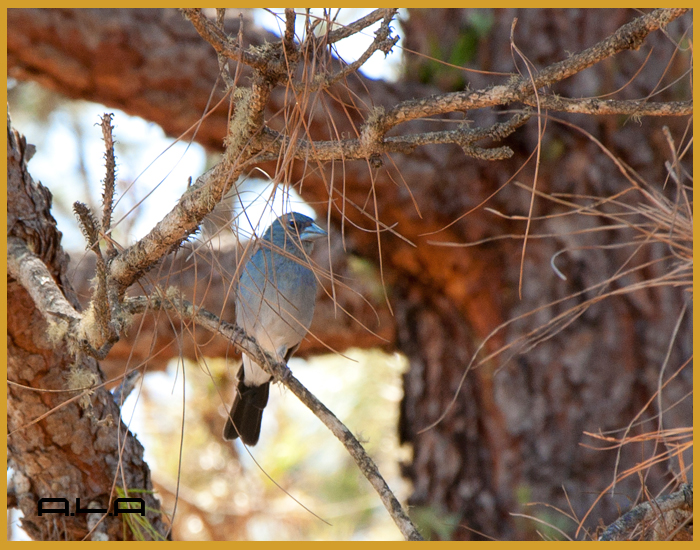 Pinzón azul del Teide (Fringilla teydea): AVES CESAR