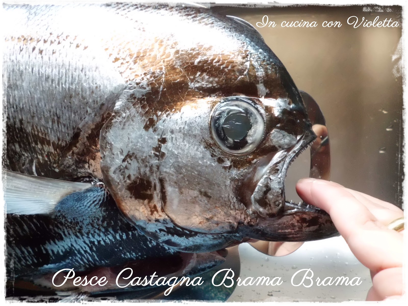 In Cucina Con Violetta: Farfalle con Pesce Castagna Brama Brama