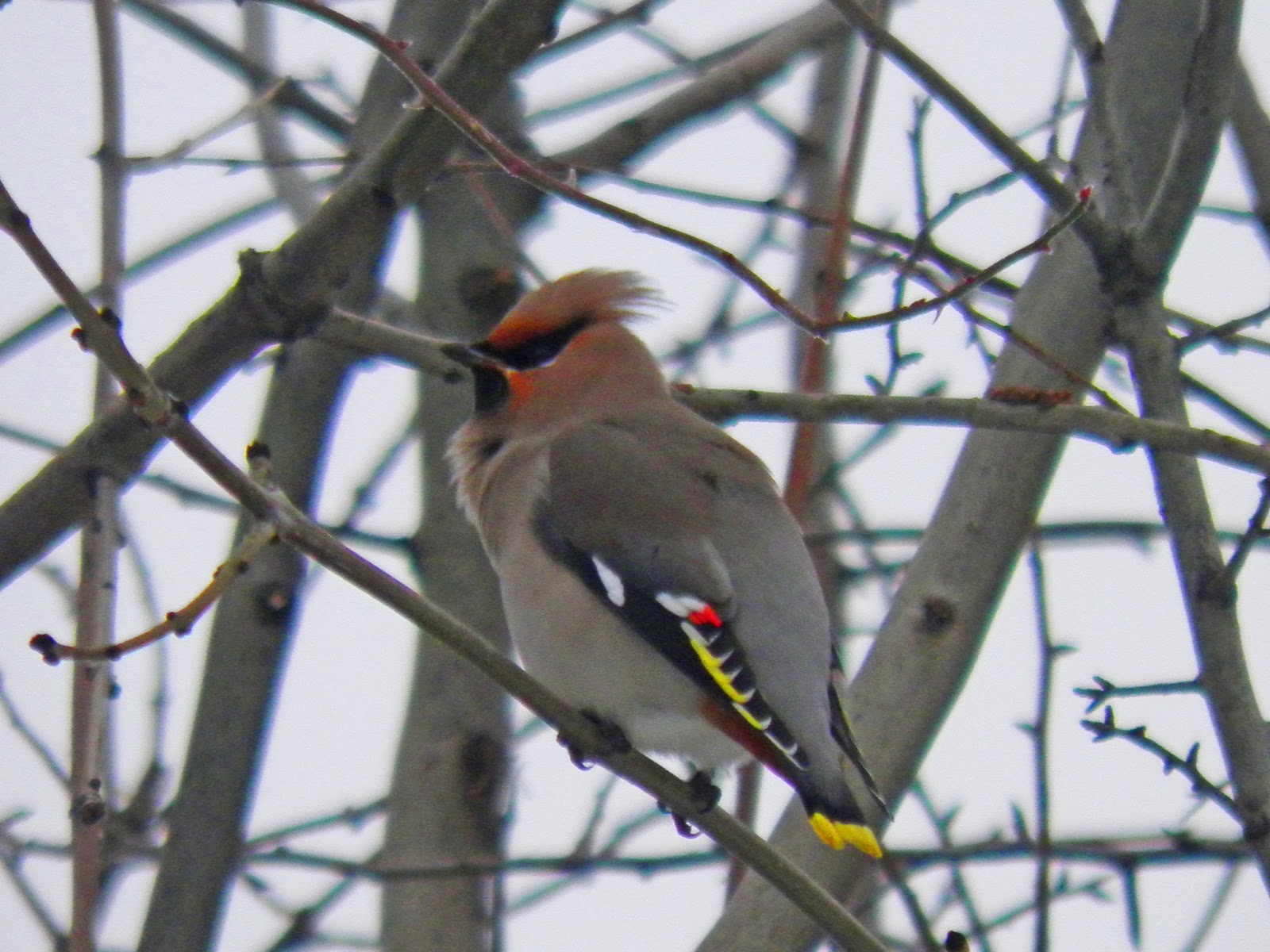 PASARI DIN ROMANIA: MATASAR (1), Bombycilla garrulus
