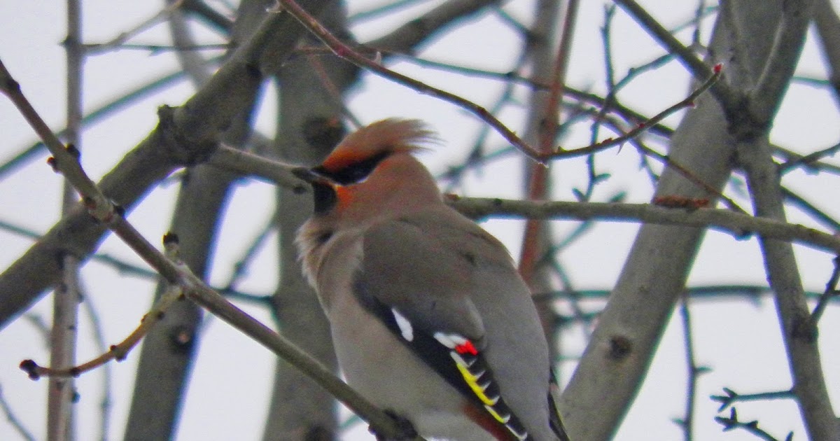 PASARI DIN ROMANIA: MATASAR (1), Bombycilla garrulus