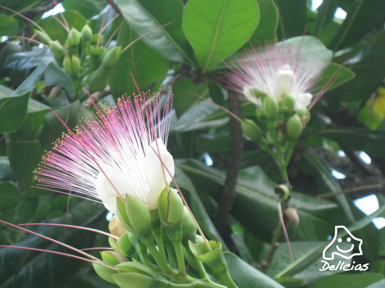 Delícias de Hokkaido: Guam, Micronésia (7) algumas flores