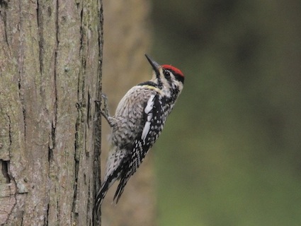 Northern Pecans: Sapsuckers drill new holes each spring