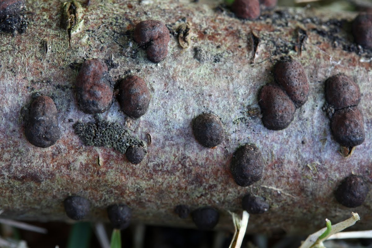 Setas de Siero y Noreña: Hypoxylon fuscum