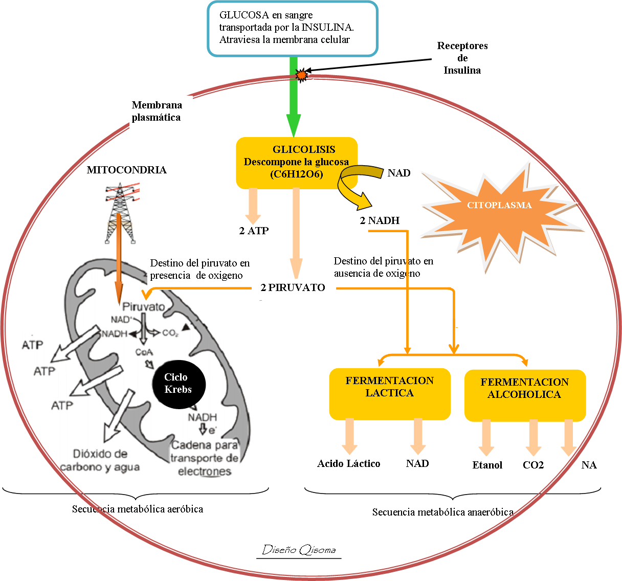 Biologia Celular : Metabolismo