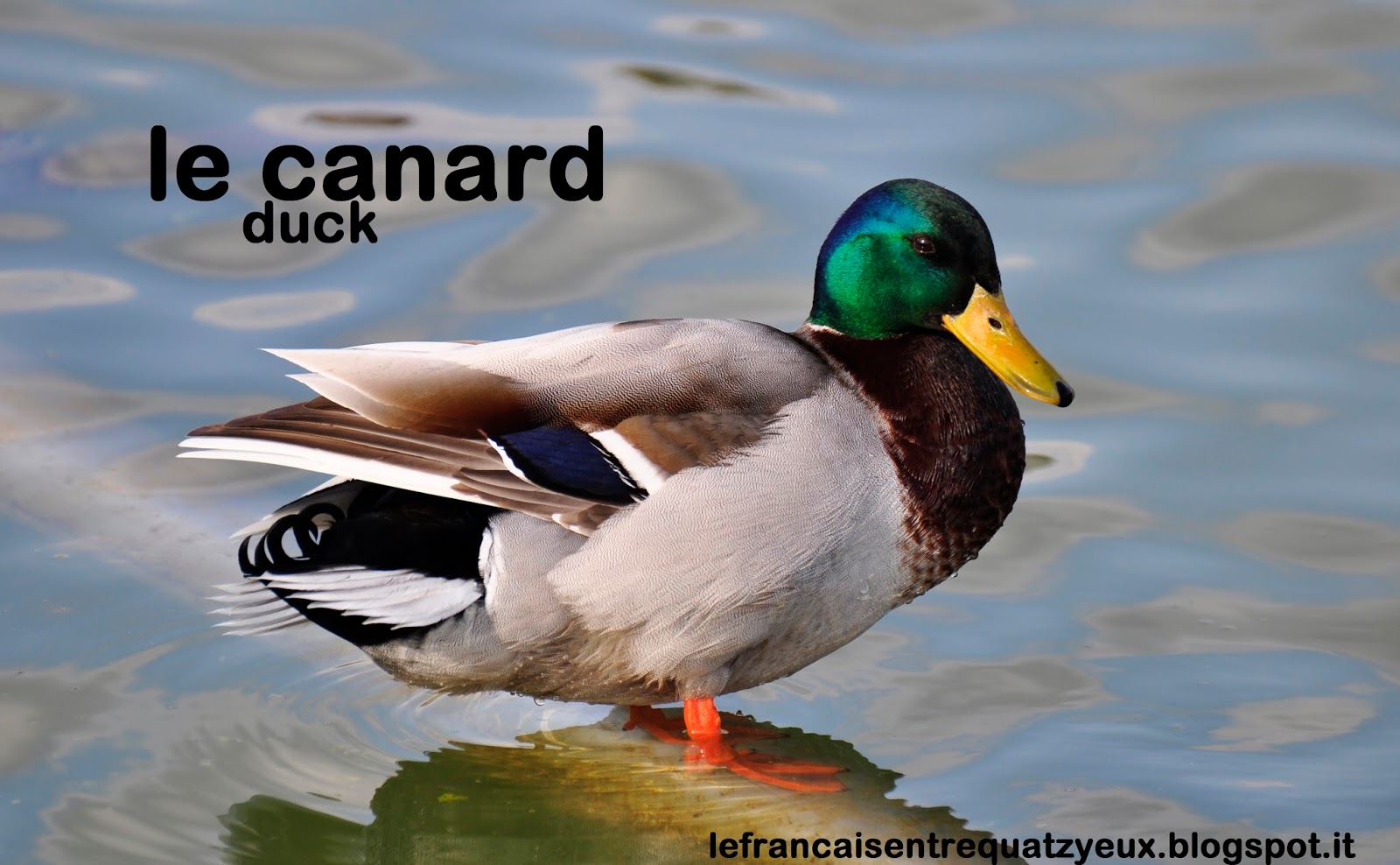 Vocabulaire autour des oiseaux (tous les niveaux) | Le français entre ...