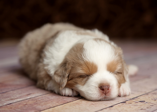 Bunker's Mini and Toy Aussie's