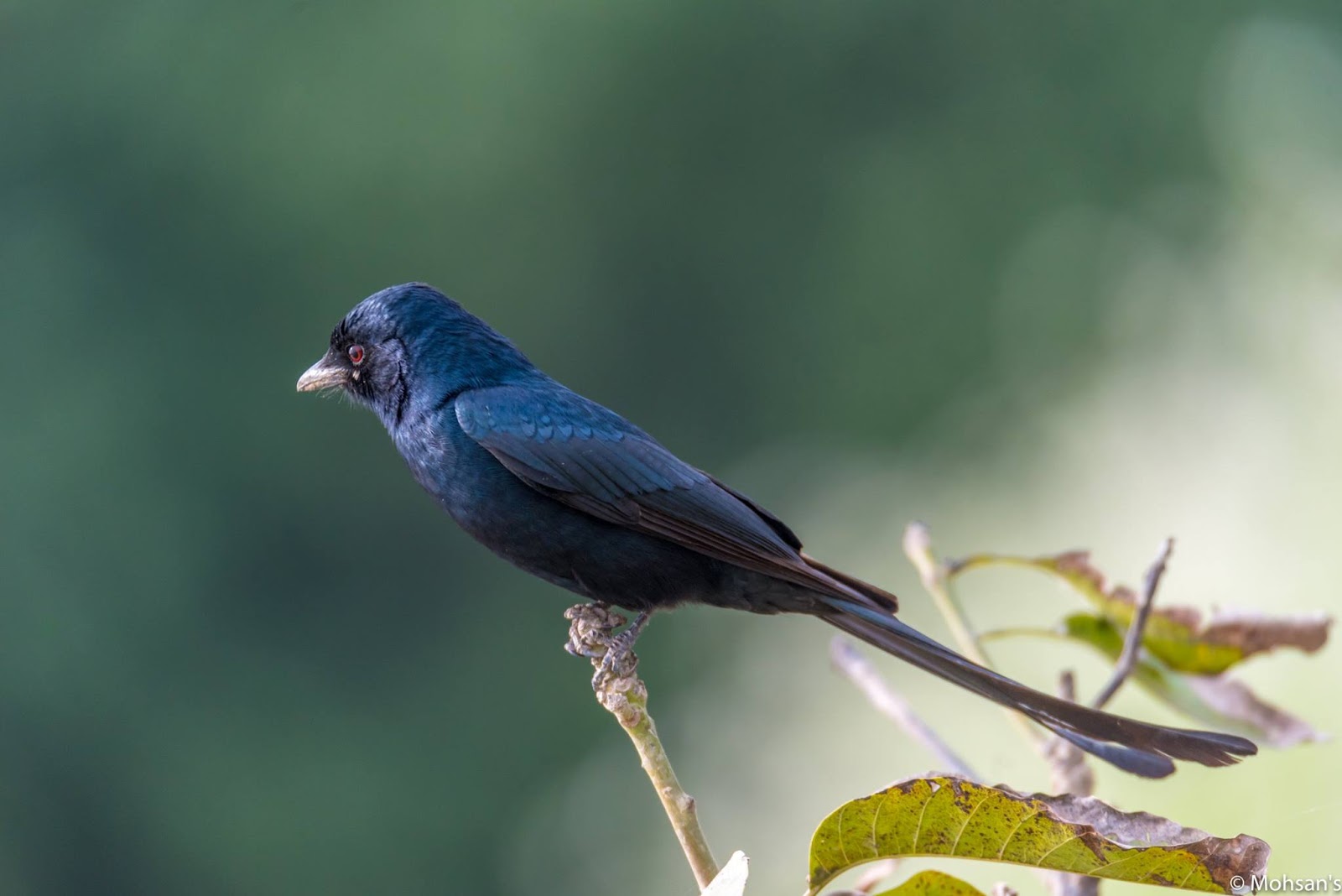 Beautiful Birds of Pakistan - 6 ~ Jaho Jalal