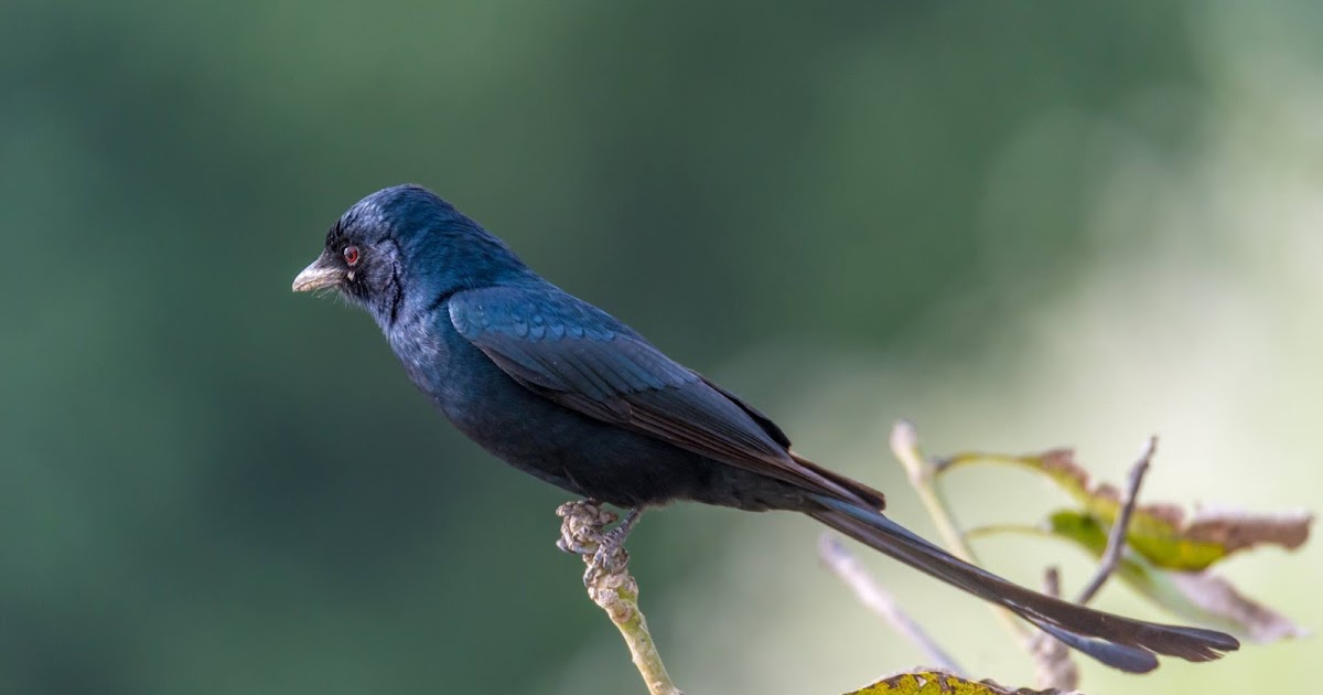 Beautiful Birds of Pakistan - 6 ~ Jaho Jalal