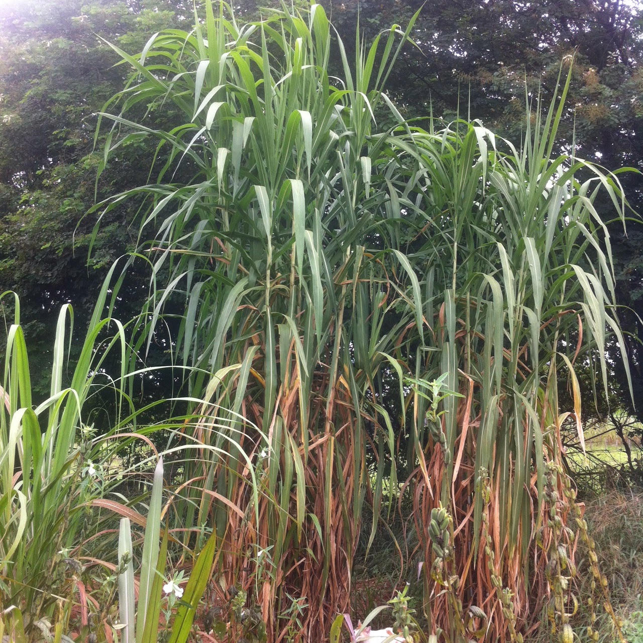 Belas da Natureza: Capim elefante / Napier