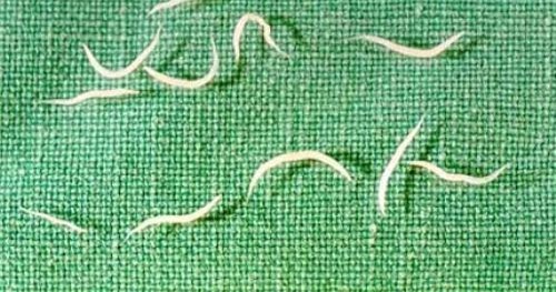 Bahaya dan Penanganan Cacing Kremi | Medkes