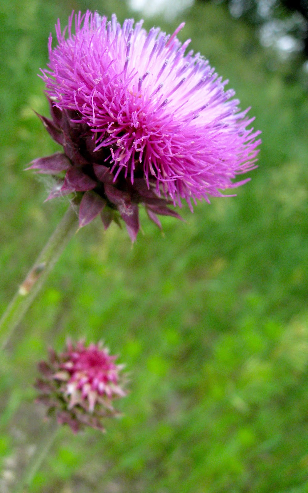 from the edge of the prairie . . .: Thistles
