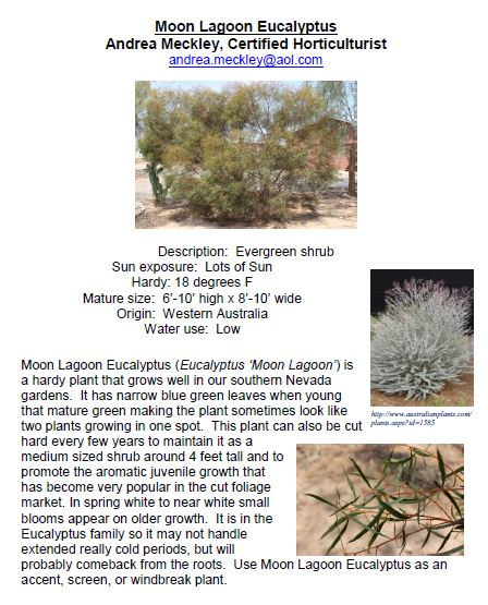Xtremehorticulture of the Desert: Moon Lagoon Eucalyptus Good Desert ...