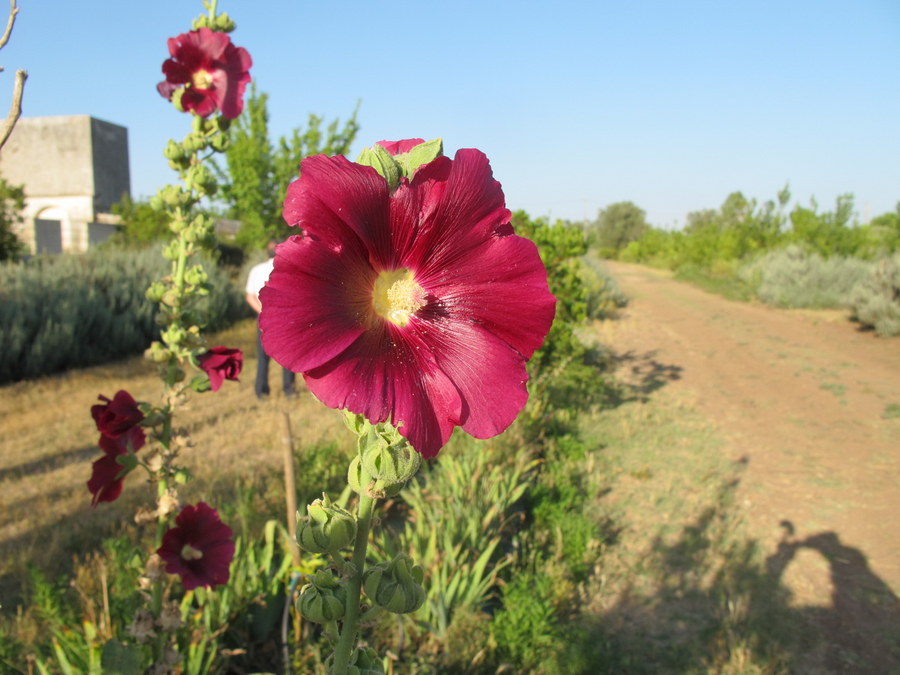 FLORA NEL SALENTO e.. anche altrove: Alcea biennis Winterl - Malvaceae ...