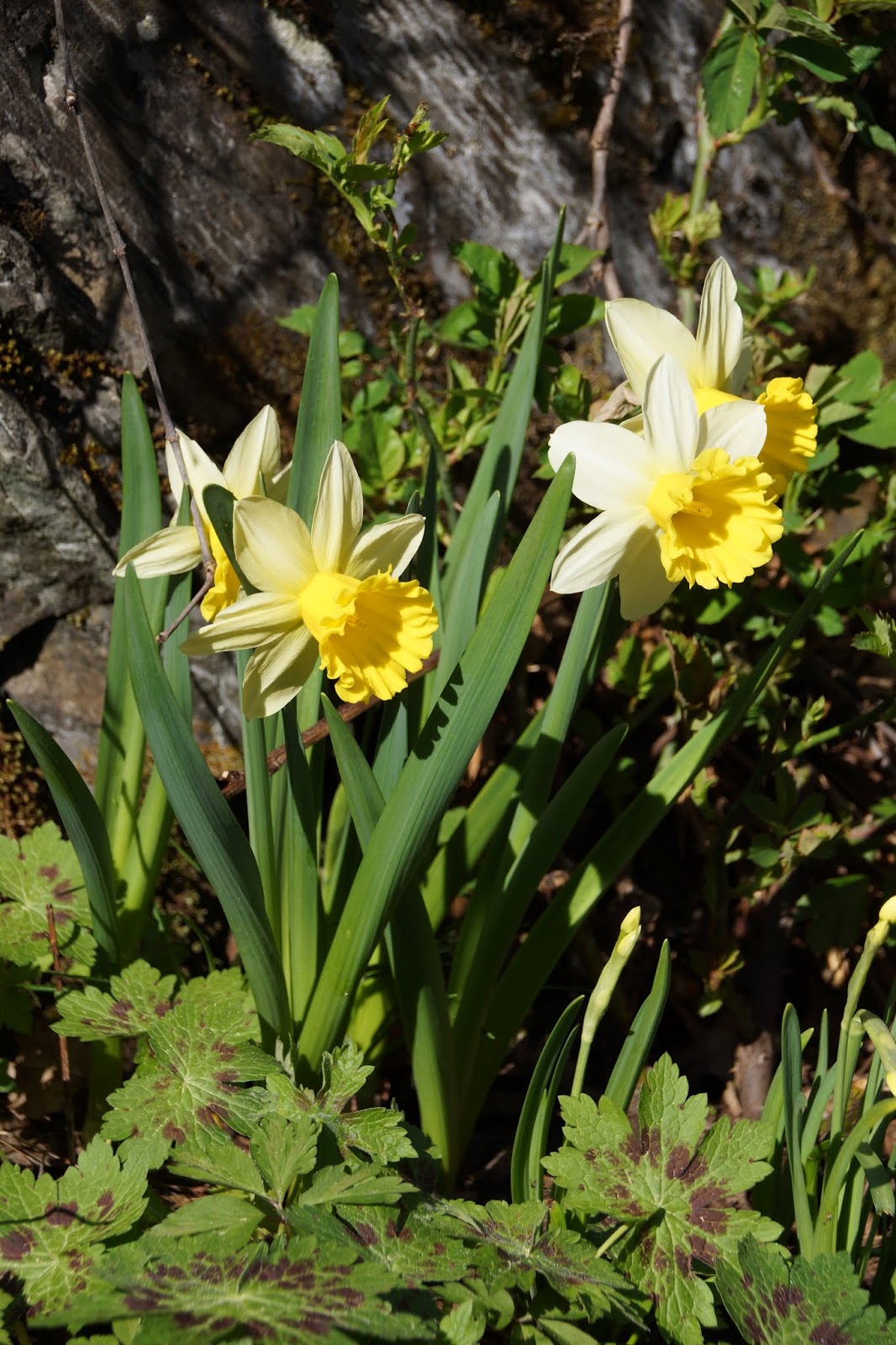 Villroses hage: Narsiss-bonanza