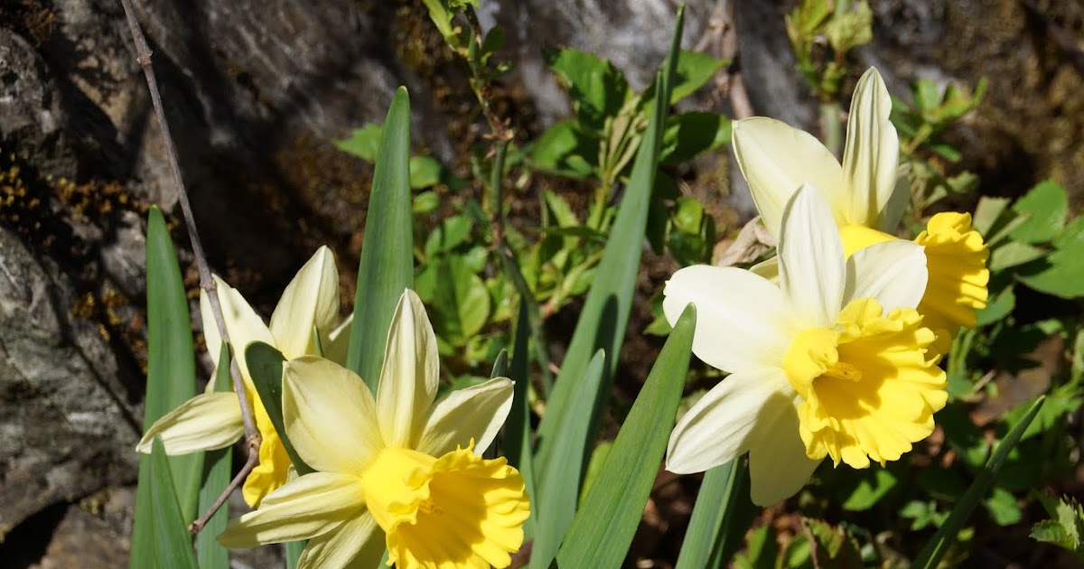 Villroses hage: Narsiss-bonanza