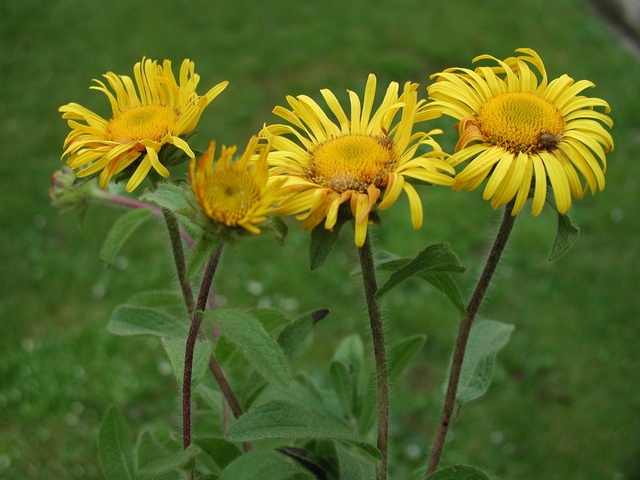Inula - Flowers