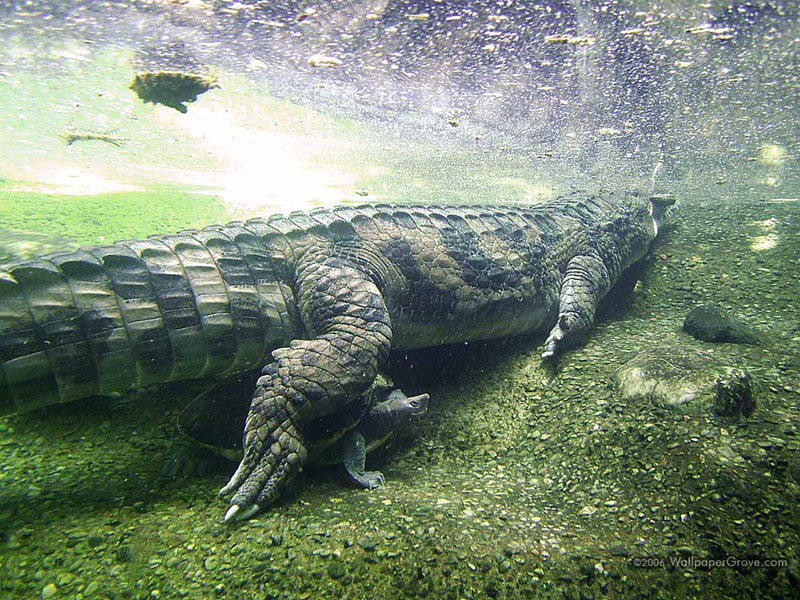 Funny Image Gallery: Funny Crocodile wallpaper for desktop funny ...