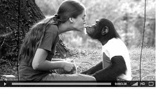 Bigfoot - A Zoologist's Perspective: Project NIM: Or How Not To Treat ...