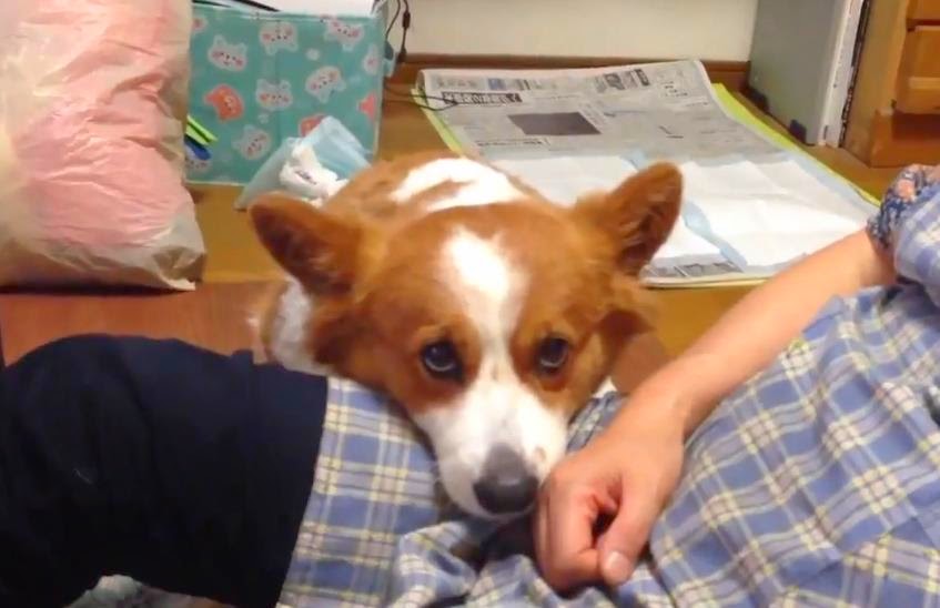 Haru, el tierno perrito no puede vivir sin ser acariciado - Seamos Mas ...