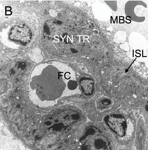 The Evolving Placenta: Placental gas exchange in ground squirrels