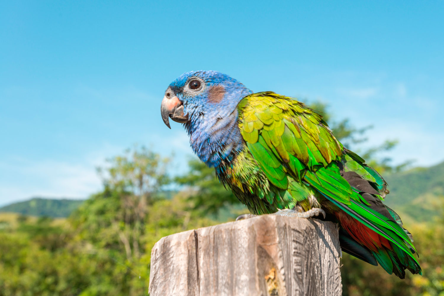 DIVERSIDADES CULTURALES: DIVERSIDADES DEL CAQUETA