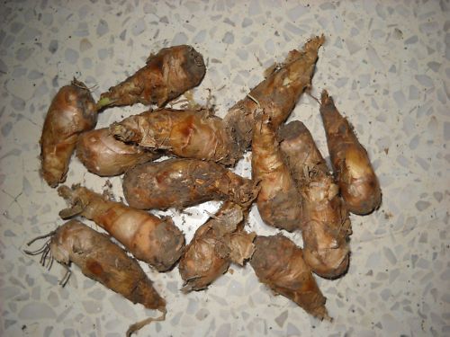 shiatoshi: August 2015