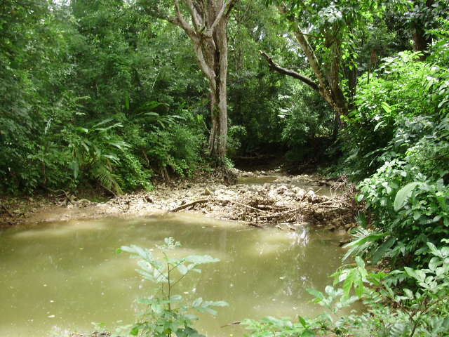 ECOSISTEMAS DE COSTA RICA: BOSQUE TROPICAL OMBRÓFILO PANTANOSO DOMINADO ...