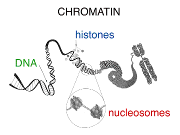 Techno-Science: Cell Structure and Function