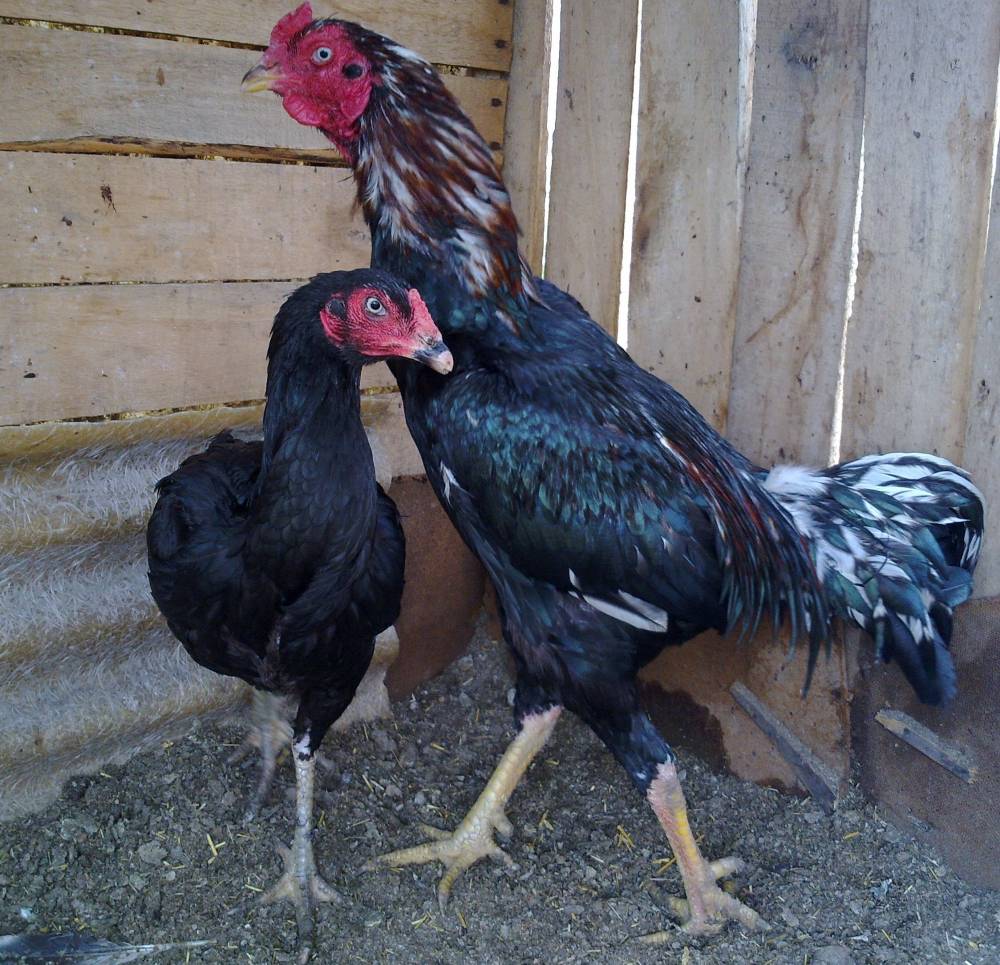 KING GHAZI: Indian Asil