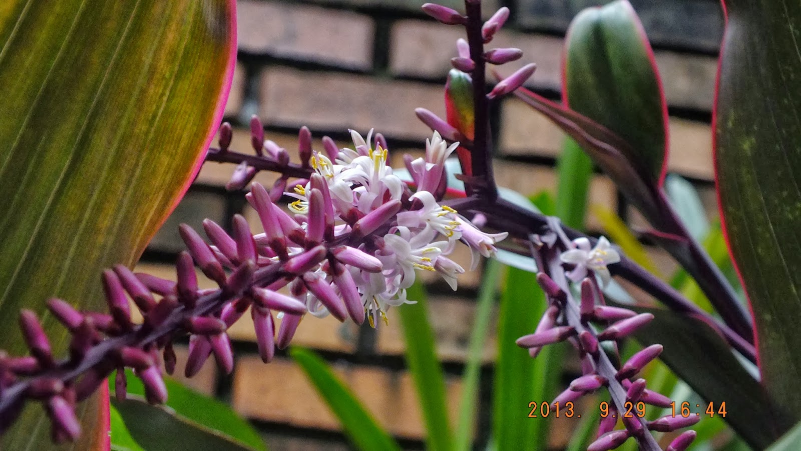 Photography with Dr. Ernie.: Baston de San Jose photos