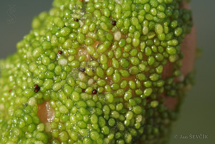 BUNGA TERBESAR, TERTINGGI DAN TERKECIL DI DUNIA - Ensiklopedia Cilik