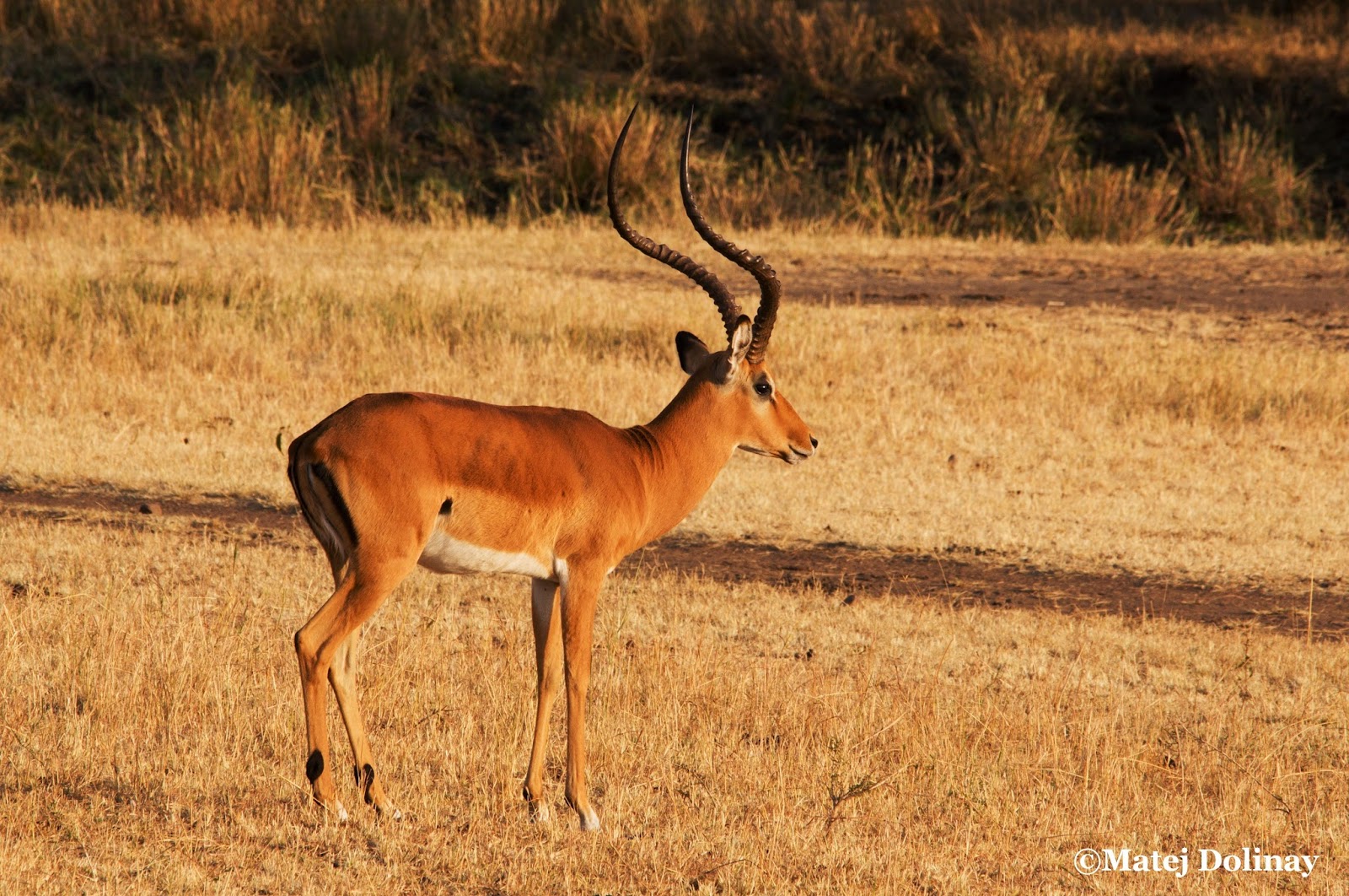 Evolutionary Vertebrate Zoology: August 2013