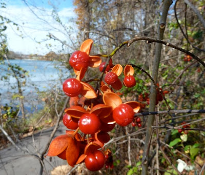 Springfield Plateau: A Bittersweet Story