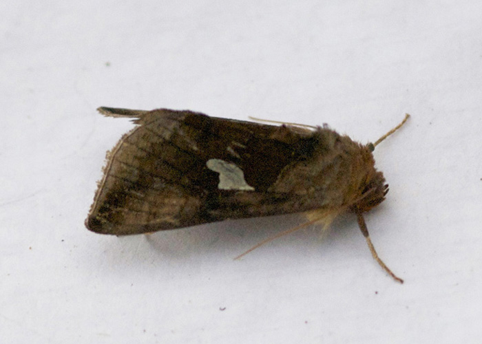 A Waldridge Naturalist: August 2012