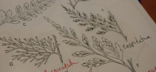 FAMILIA DE HELECHOS EN PUERTO RICO: ASPLENIACEAE ASPLENIUM Y HEMIDICTYUM