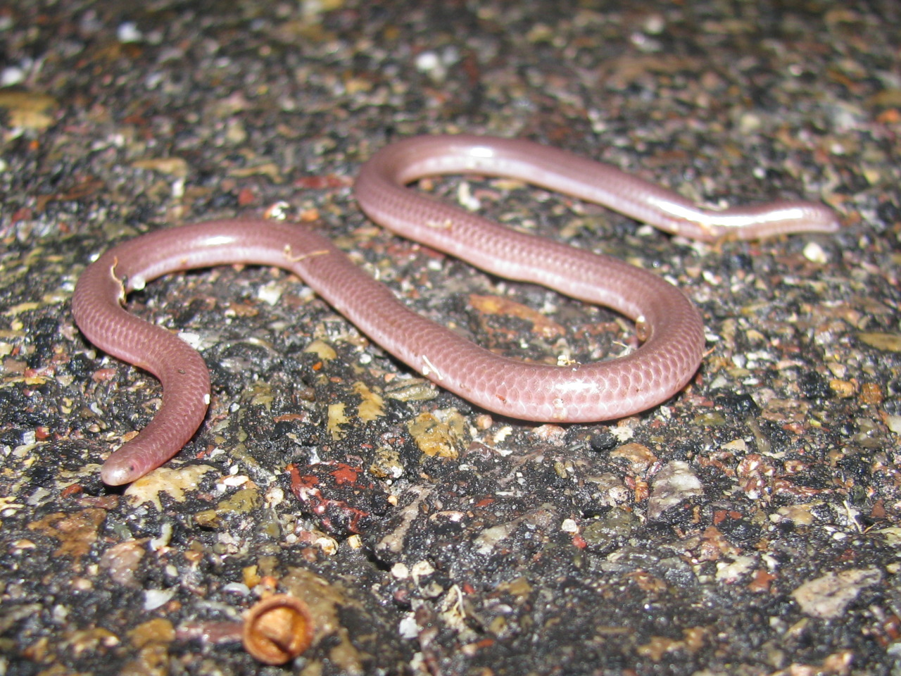 AnliKira: Western Blind Snake ( Leptotyphlops Humilis )