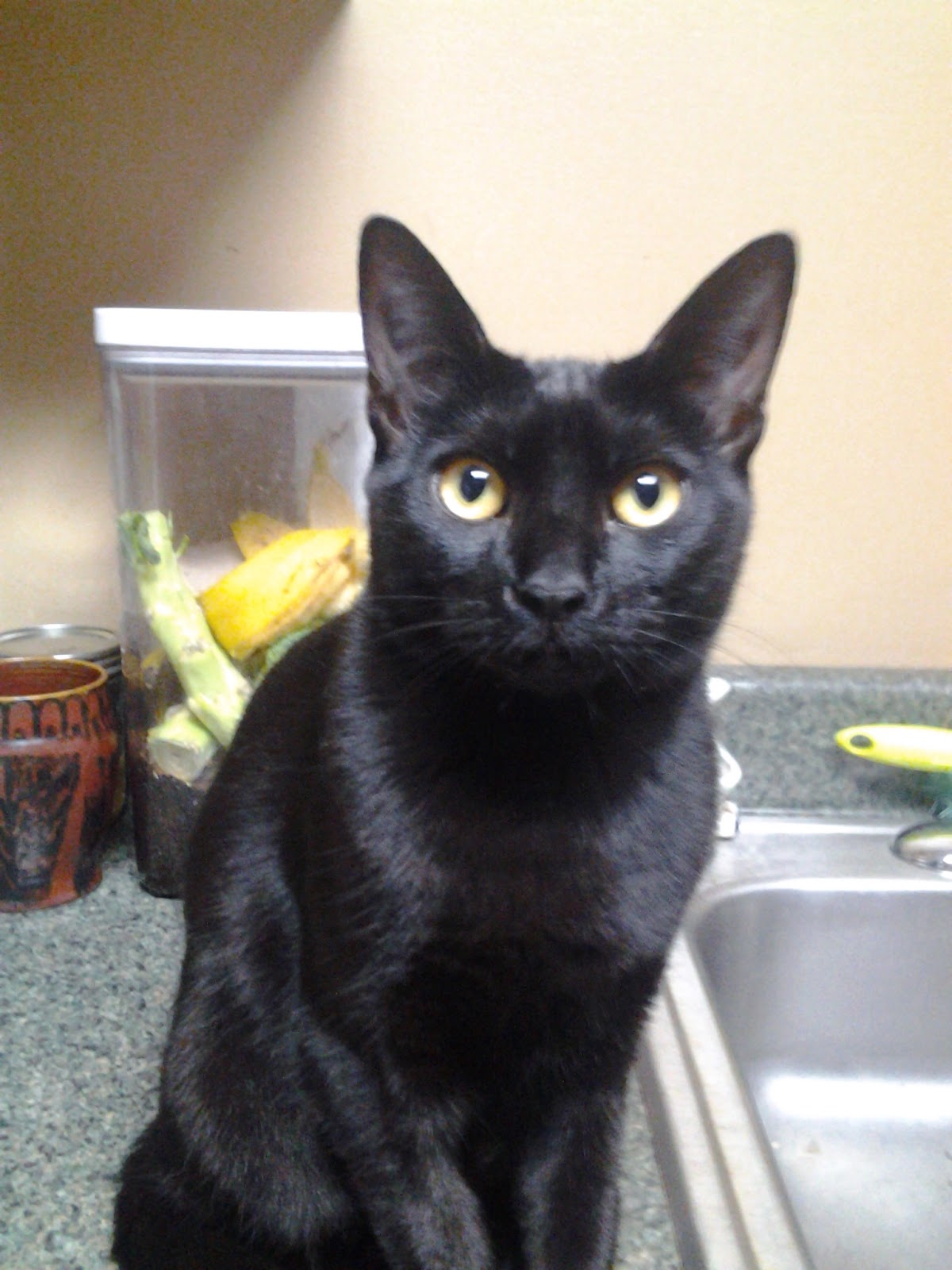 Returning to Running: Black Cat 10 Miler