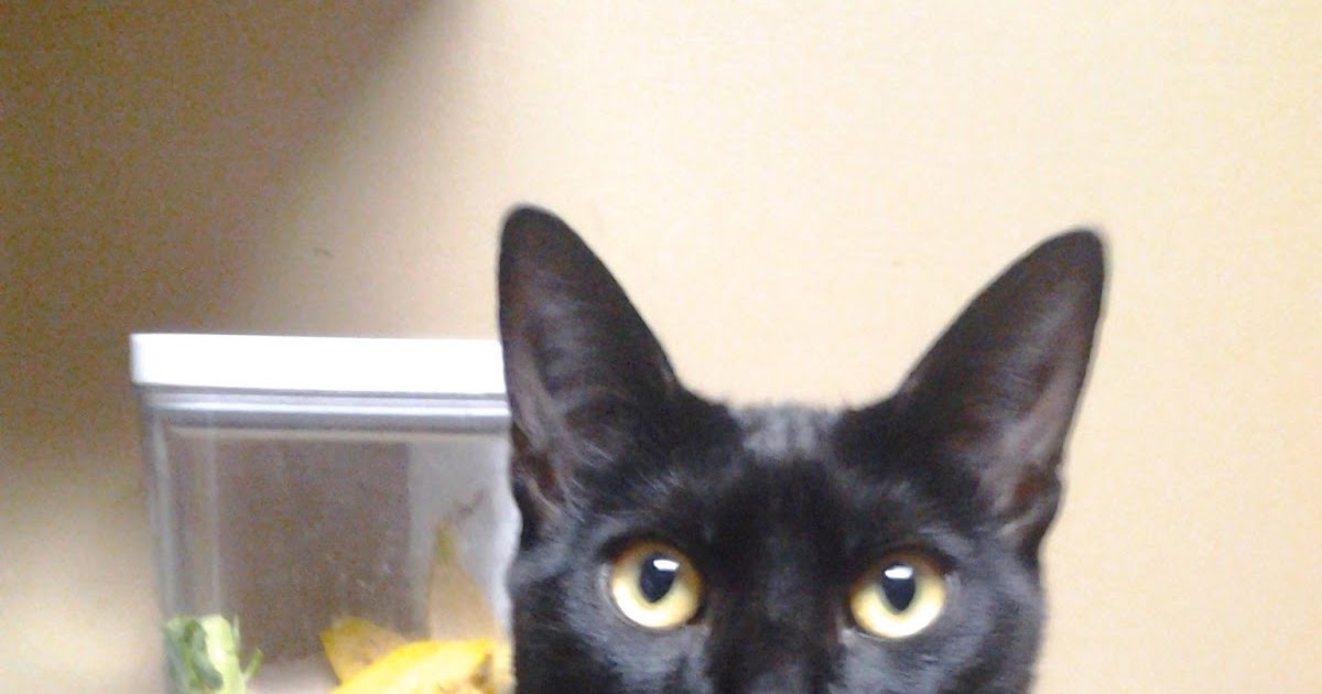 Returning to Running: Black Cat 10 Miler