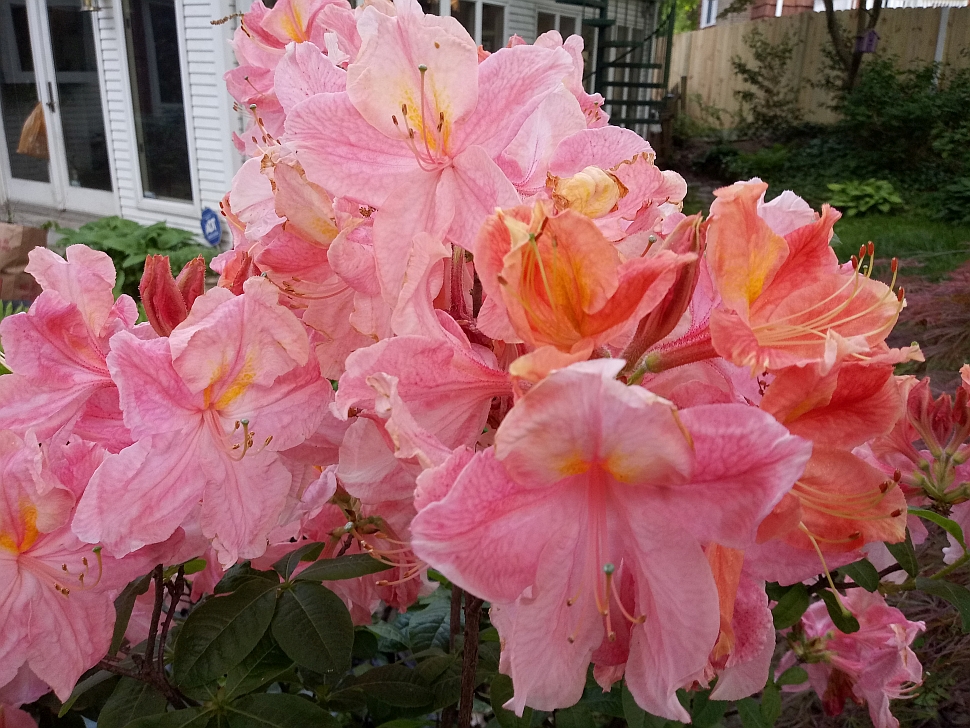 Future Plants by Randy Stewart: Azalea - Deciduous Hybrids