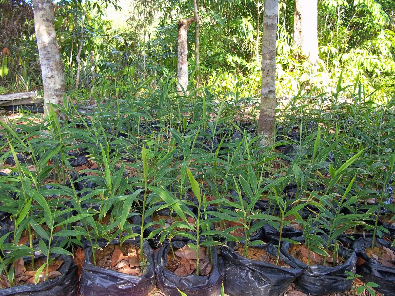 Tanaman Halia: Mari mulakan tanaman halia