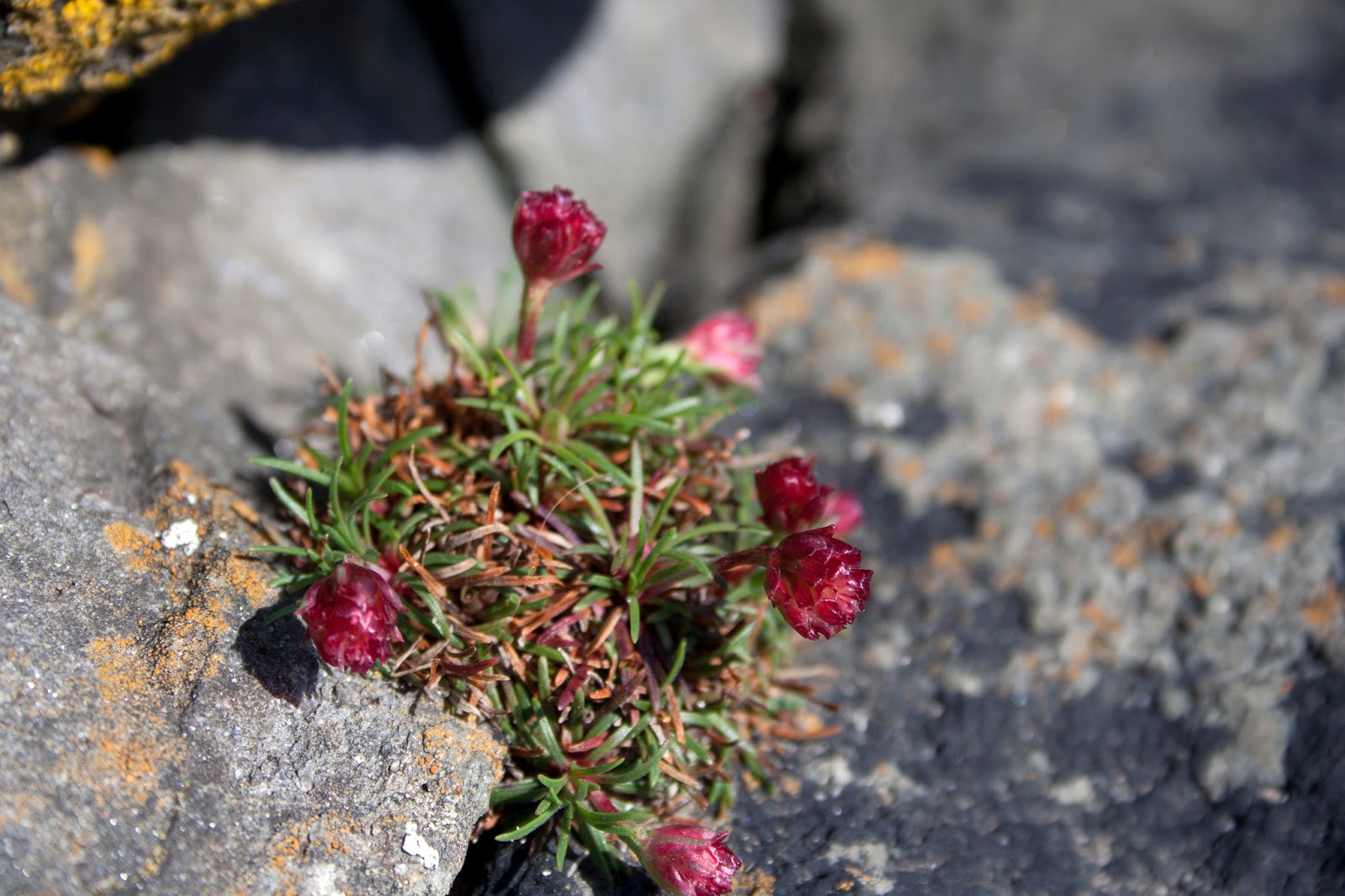 Mold Spores: Geology Fieldtrip