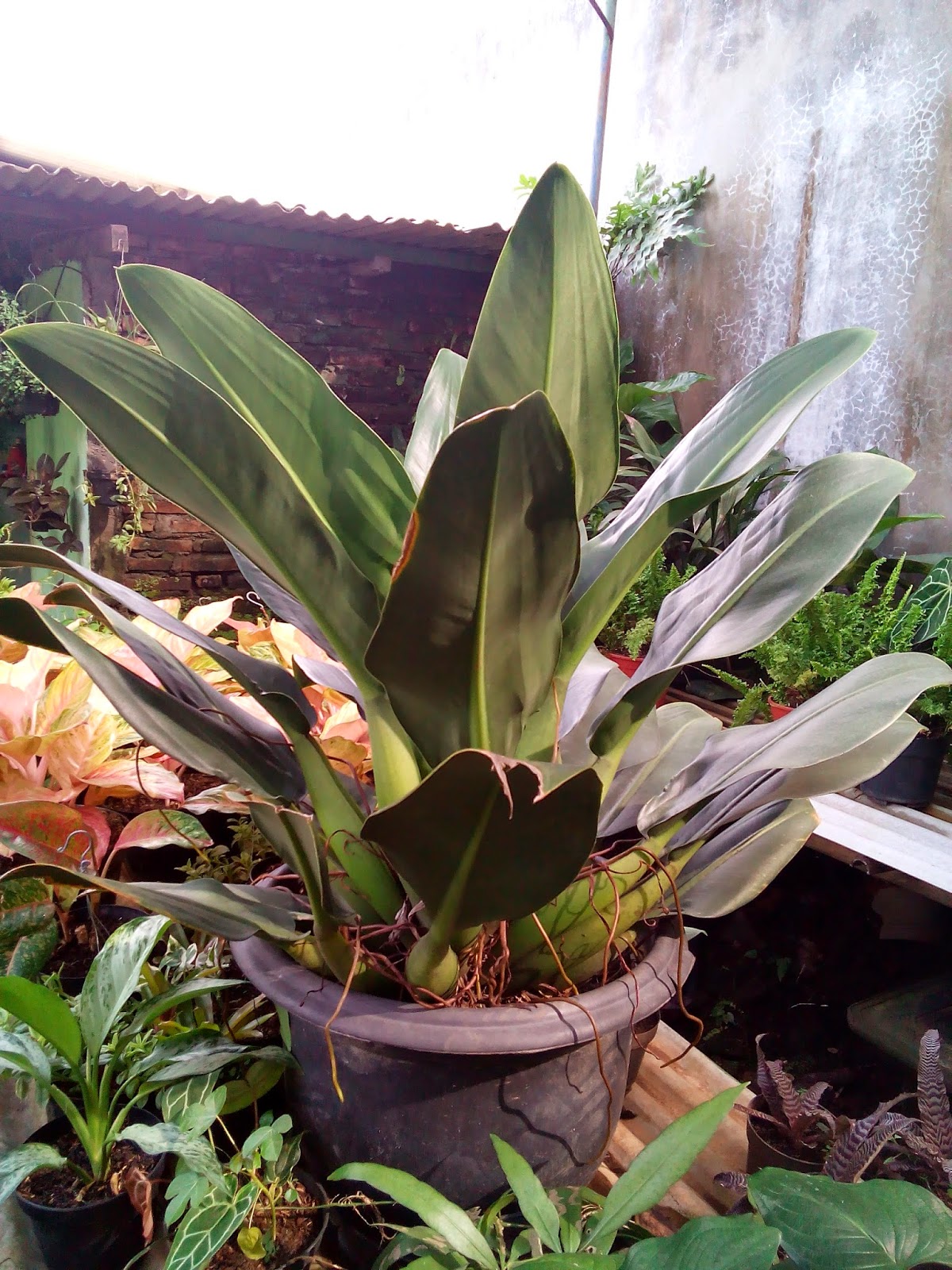 Philo Katak, Philo Black Cardinal, Philo Emerald - Education Articles