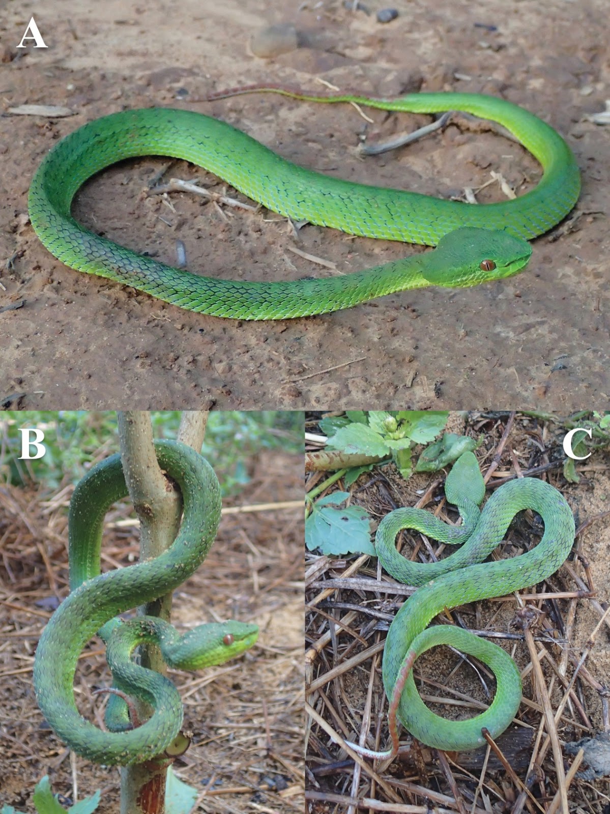 Species New to Science: [Herpetology • 2017] Troublesome Trimes ...