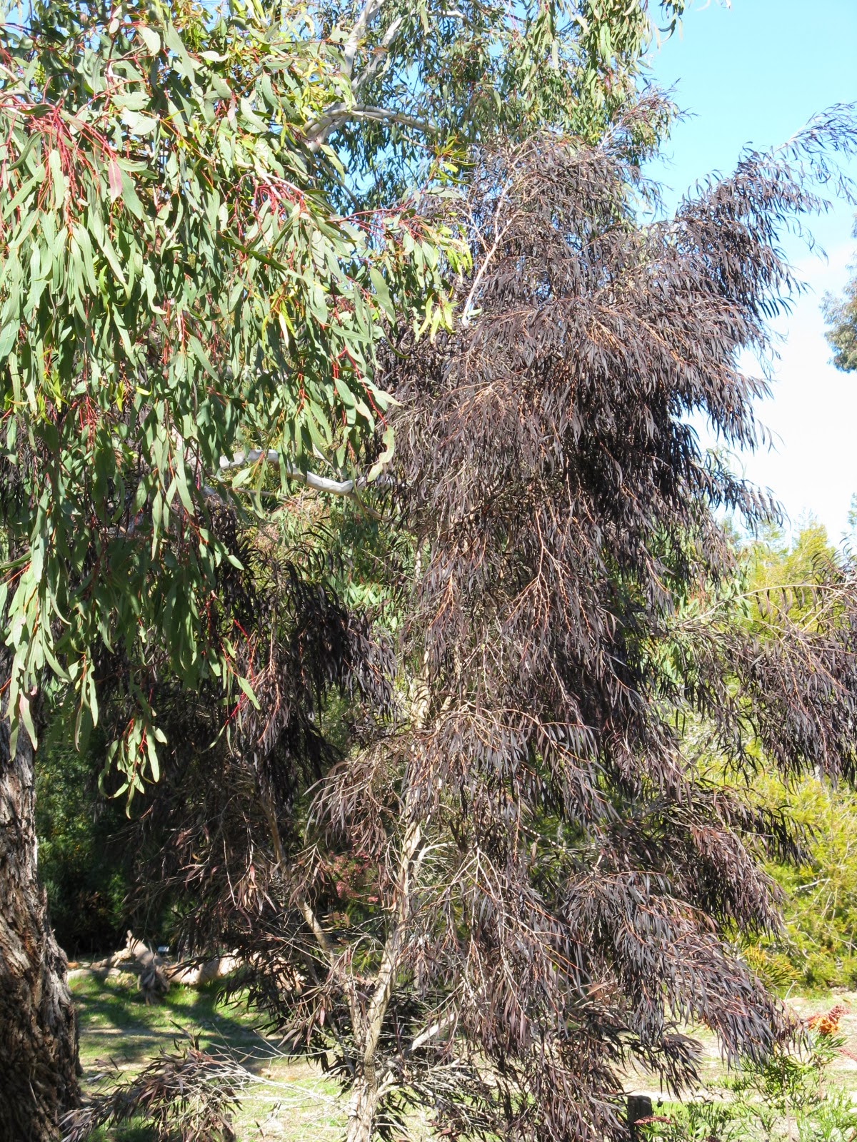 Trees of Santa Cruz County: Agonis flexuosa - Peppermint Willow