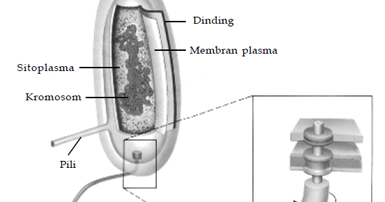 Struktur Tubuh Bakteri, Gambar Struktur Bakteri (Struktur Luar & Dalam ...